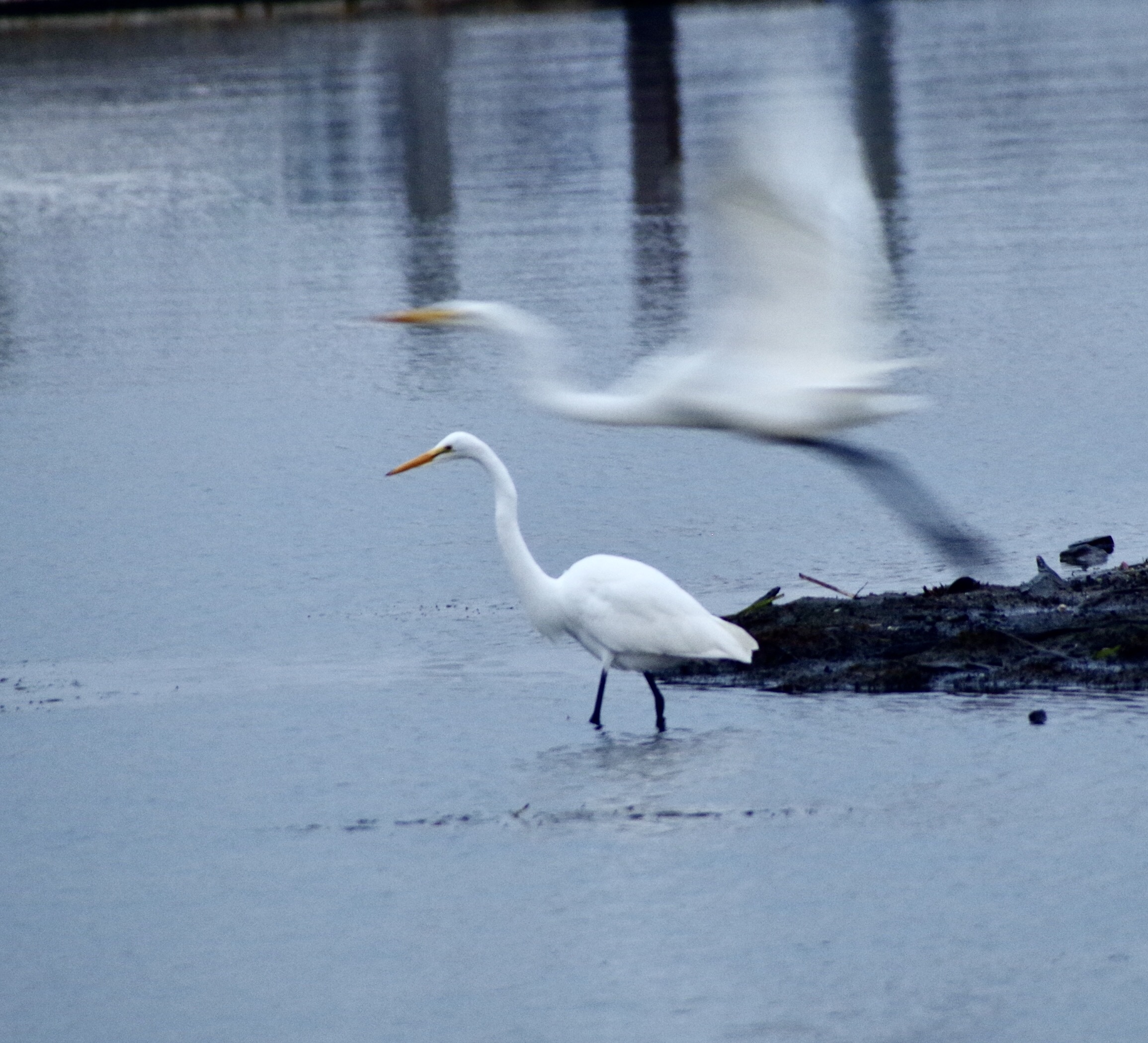 8 Bells for Andre Charette | Shellerina's Blog